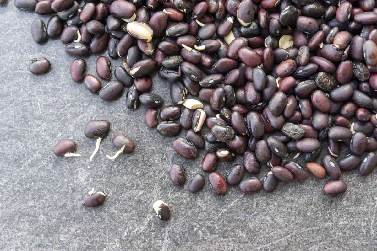 How to Sprout your Beans, and Why you Should! - Eat Your Way Clean