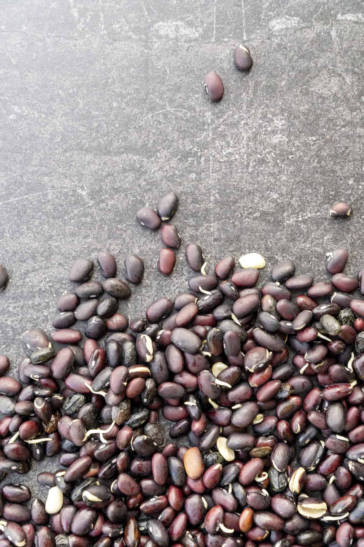 How to Sprout your Beans, and Why you Should! - Eat Your Way Clean